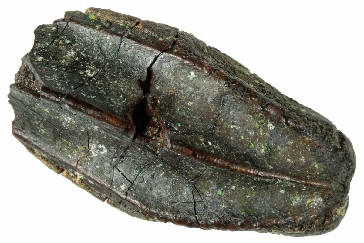 .65" Fossil Hadrosaur (Duck-Billed Dinosaur) Tooth - Montana (#263856 ...