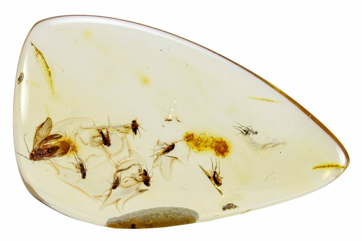 1.35" Polished Colombian Copal (1.9 g) - Contains Insects! (#264156 ...