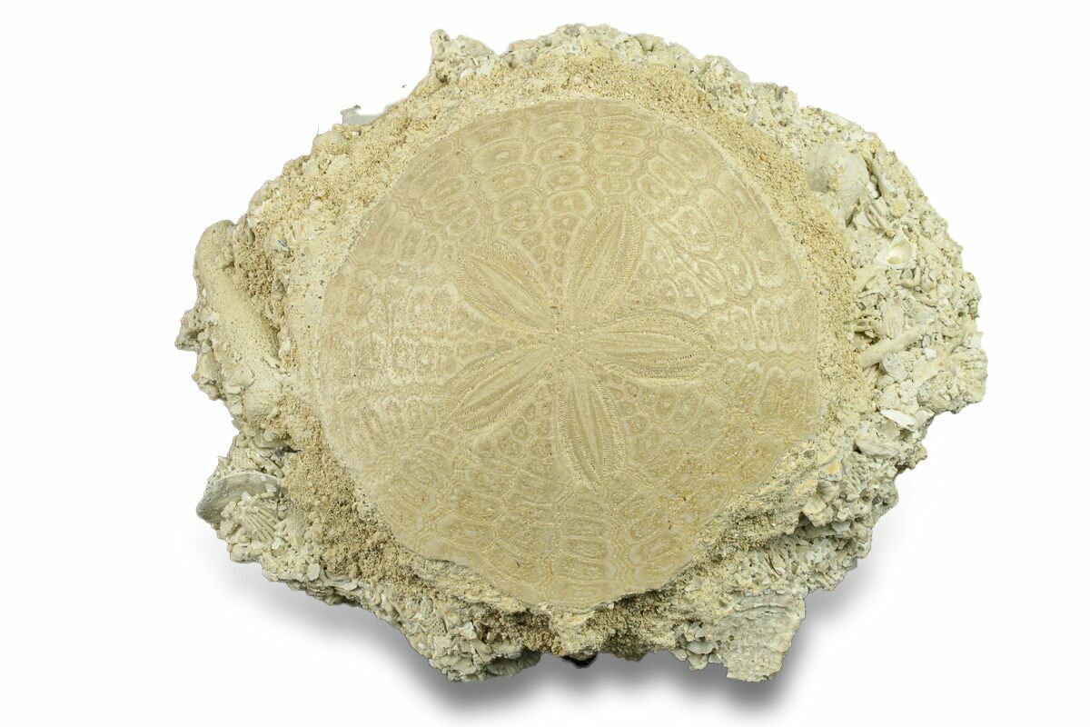 2.7" Fossil Sand Dollar (Scutella) - France (#264730) For Sale ...
