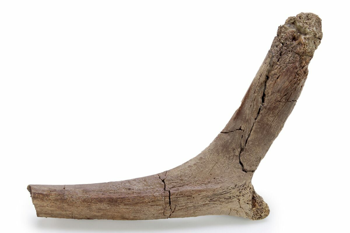 7" Hadrosaur (Edmontosaurus) Rib Bone - Wyoming (#264969) For Sale ...