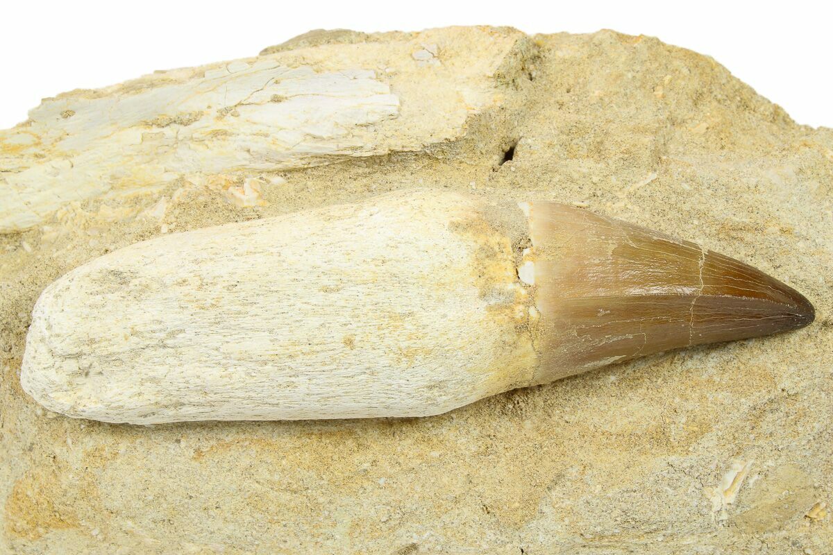 4.72" Rooted Mosasaur (Prognathodon) Tooth In Rock - Morocco (#264631 ...