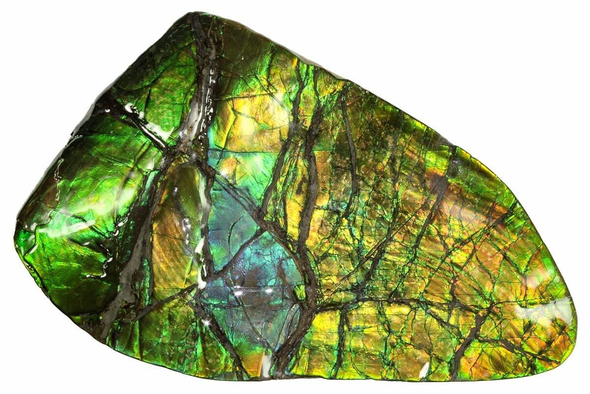 5.7" Flashy Ammolite (Fossil Ammonite Shell) - Alberta, Canada (#264848 ...