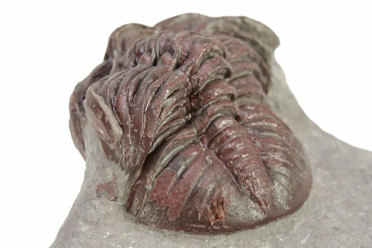 2" Interesting, Red Morocops Trilobite - Zerig, Morocco (#264879) For ...