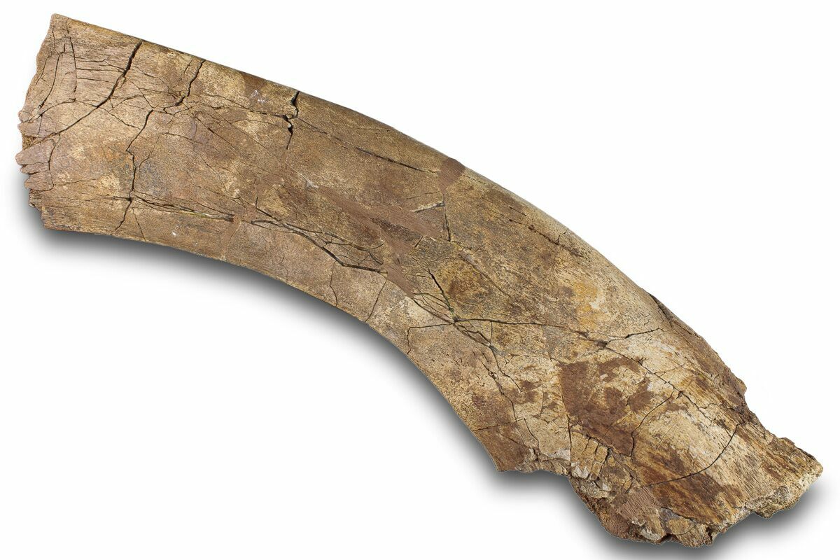 17" Fossil Hadrosaur (Edmontosaurus) Partial Scapula - Wyoming (#265579 ...