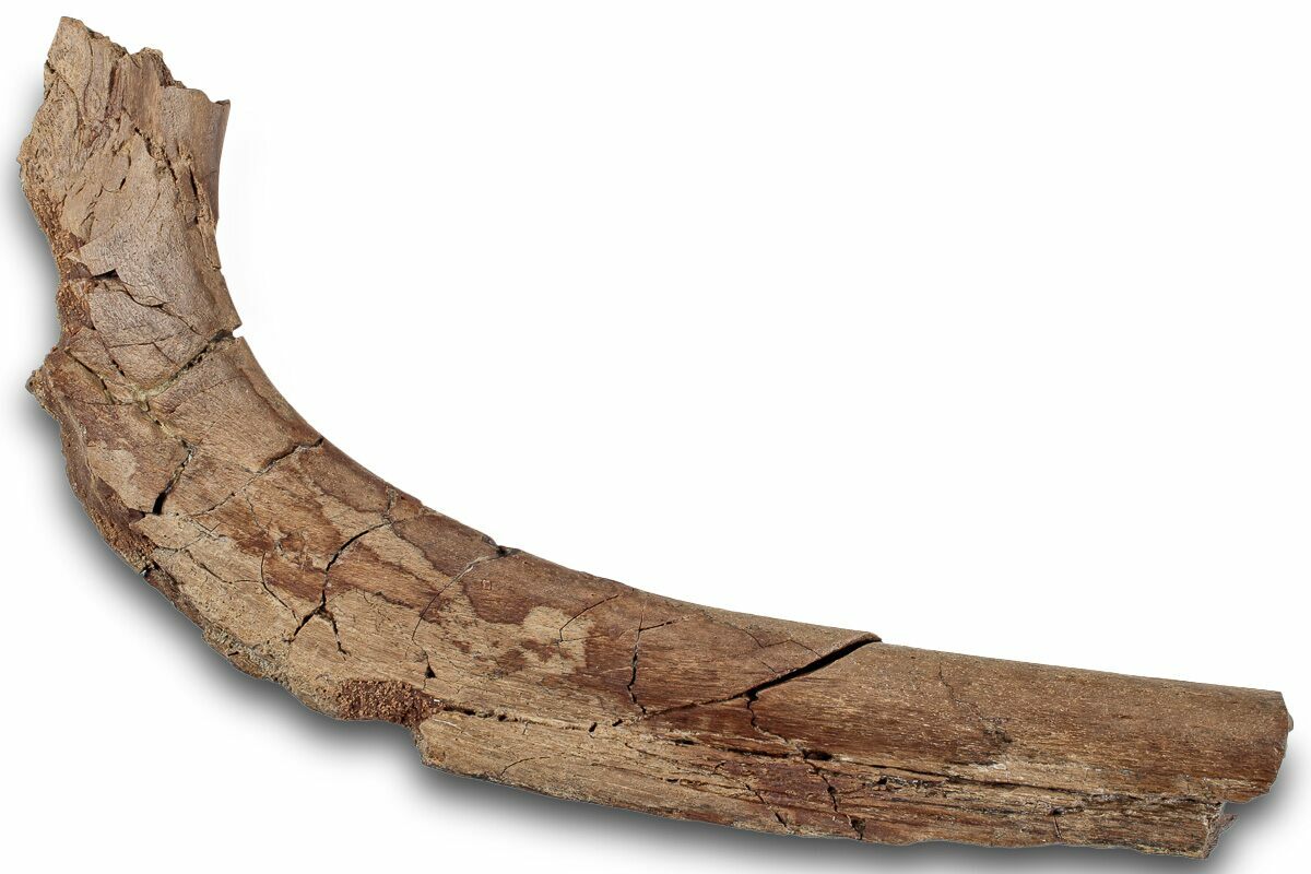 7.6" Hadrosaur (Edmontosaurus) Rib Bone - Wyoming (#265608) For Sale ...