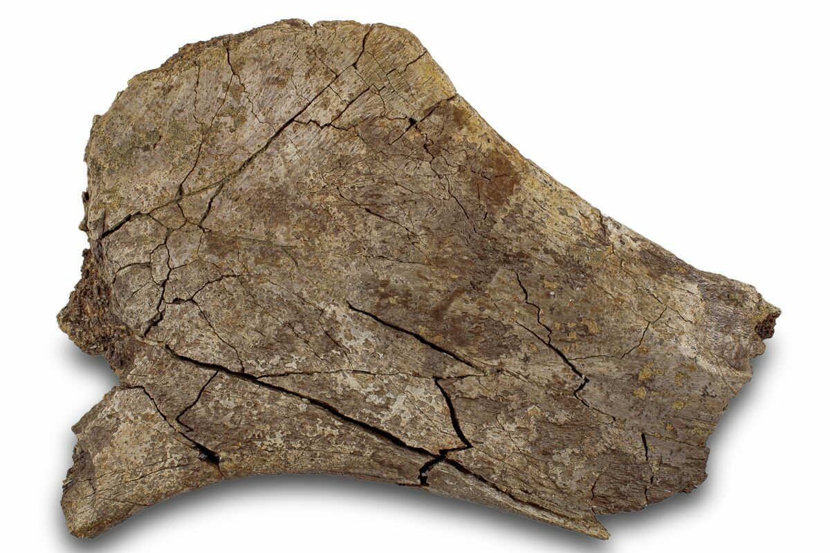 5.3" Hadrosaur (Edmontosaurus) Rib Bone - Wyoming (#265707) For Sale ...