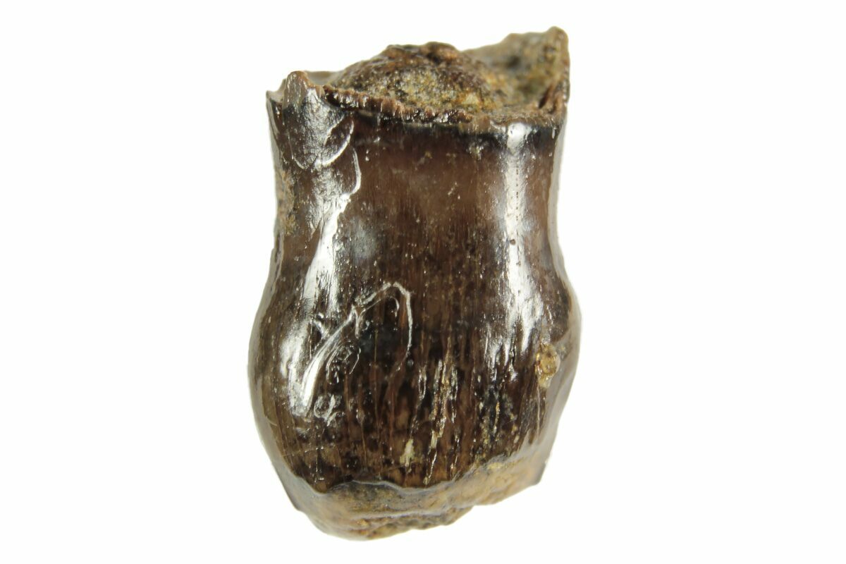 .21" Cretaceous Dinosaur (Thescelosaurus) Tooth - Wyoming (#265805) For ...