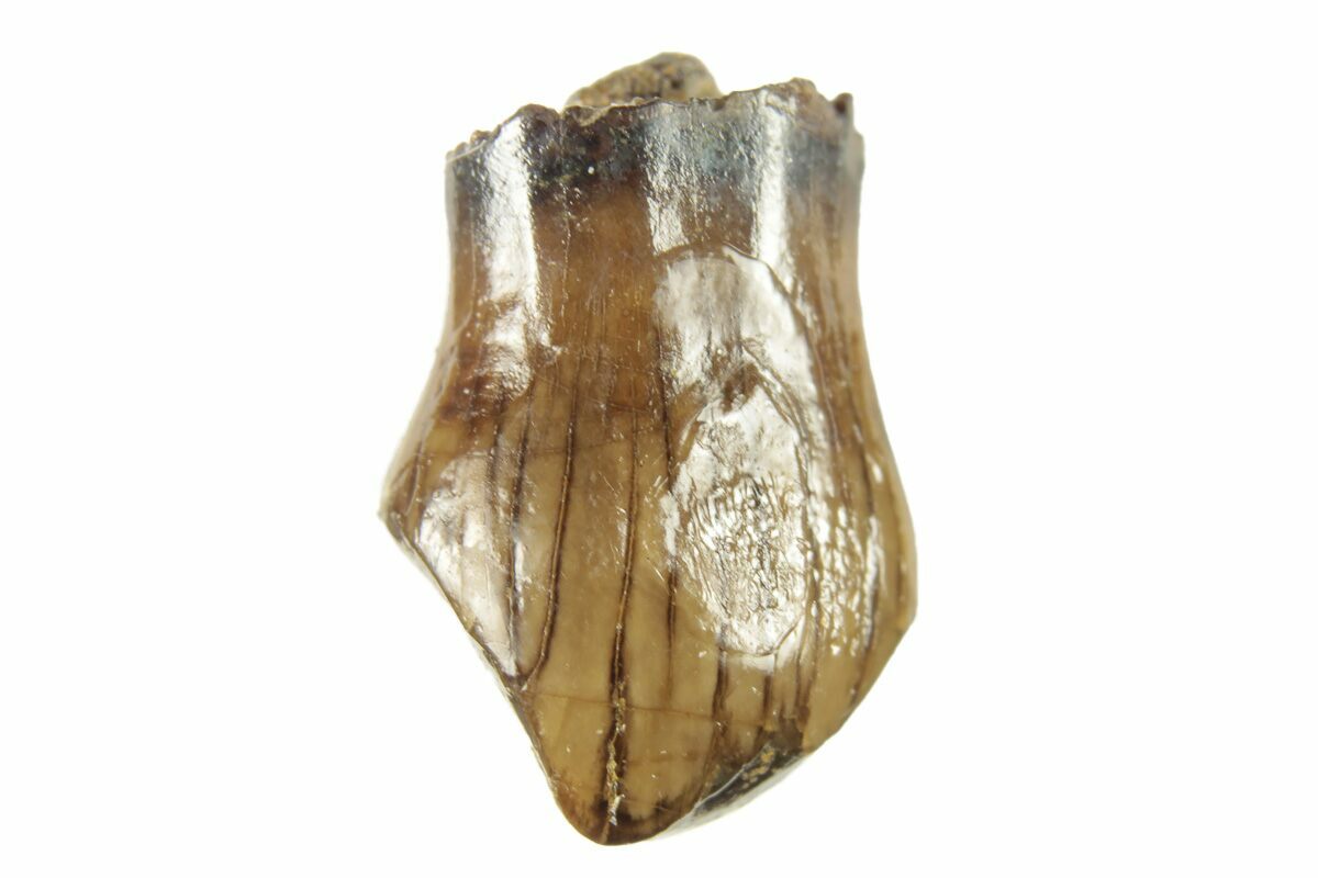 .22" Cretaceous Dinosaur (Thescelosaurus) Tooth - Wyoming (#265806) For ...