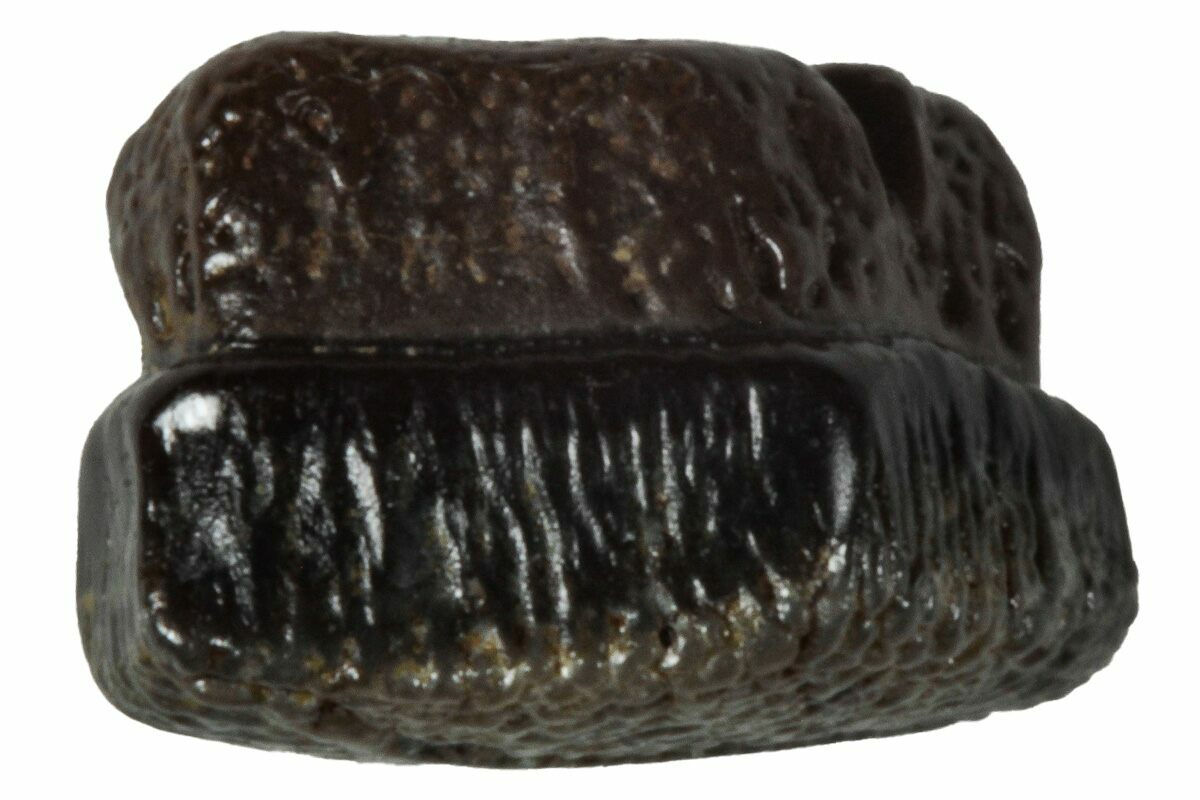 .21" Fossil Freshwater Ray (Myledaphus) Tooth - Wyoming (#265885) For ...