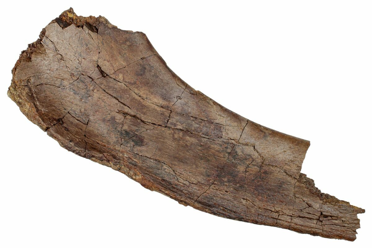 5.9" Hadrosaur (Edmontosaurus) Rib Bone - Wyoming (#265743) For Sale ...