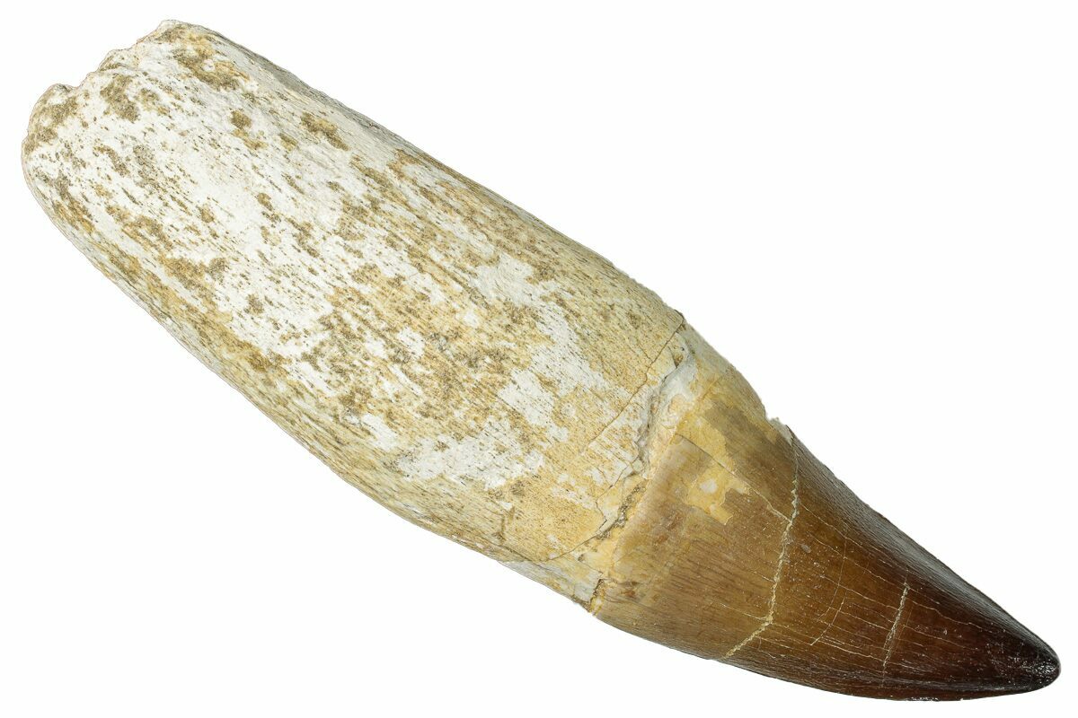 5.05" Fossil Rooted Mosasaur (Prognathodon) Tooth - Morocco (#265878 ...