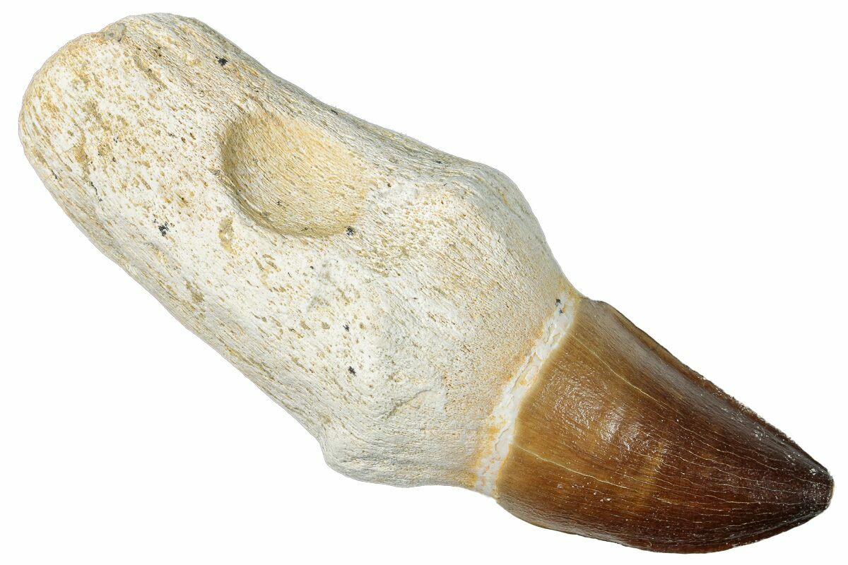 4.3" Fossil Rooted Mosasaur (Prognathodon) Tooth - Morocco (#265995 ...