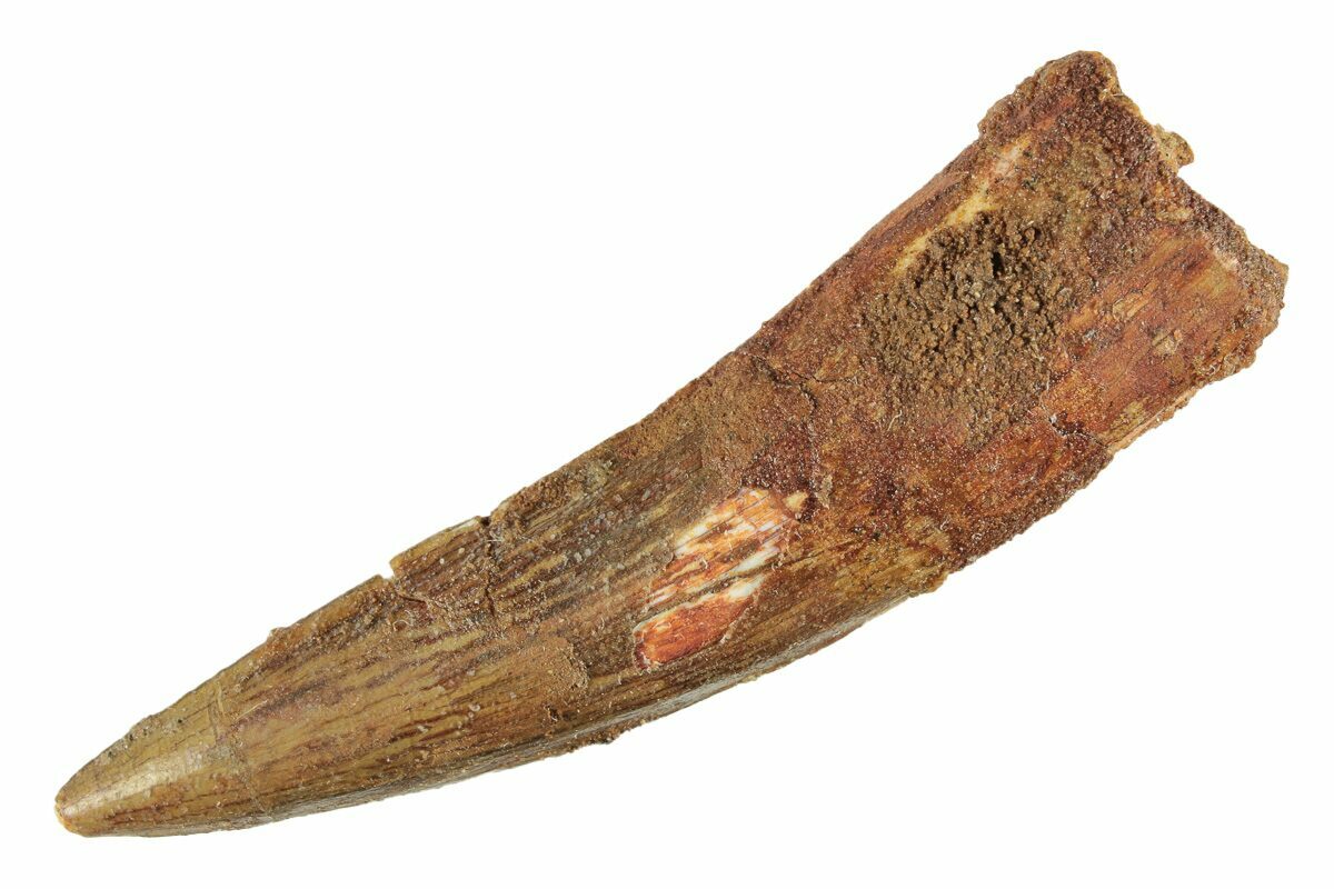 1.98" Fossil Spinosaurus Tooth - Real Dinosaur Tooth (#266599) For Sale ...