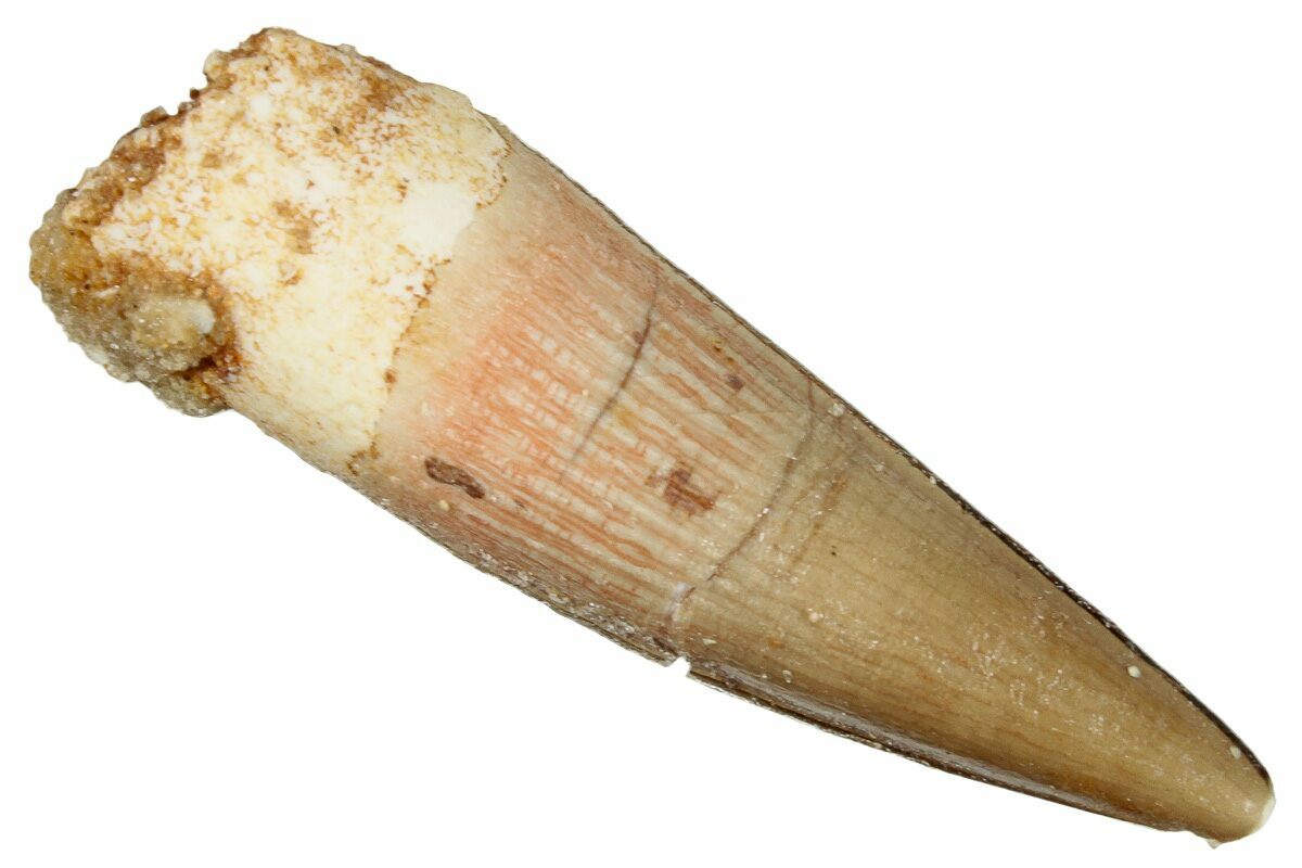 1.21" Juvenile Fossil Spinosaurus Tooth - Real Dinosaur Tooth (#266686 ...