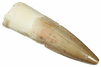.58" Baby Spinosaurus Tooth - Real Dinosaur Tooth (#237343) For Sale ...