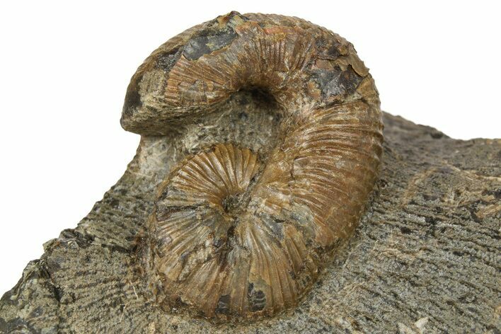 1.15" Cretaceous Fossil Heteromorph (Scaphites) Ammonite - Utah ...