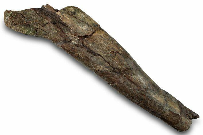 12" Hadrosaur (Brachylophosaurus?) Partial Ulna Bone - Montana (#266019 ...