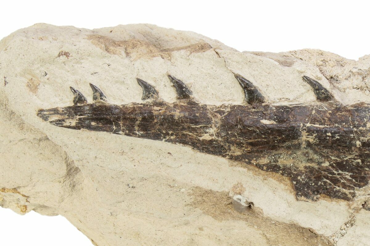 5.1" Fossil Mosasaur (Tethysaurus) Jaw Section - Asfla, Morocco ...