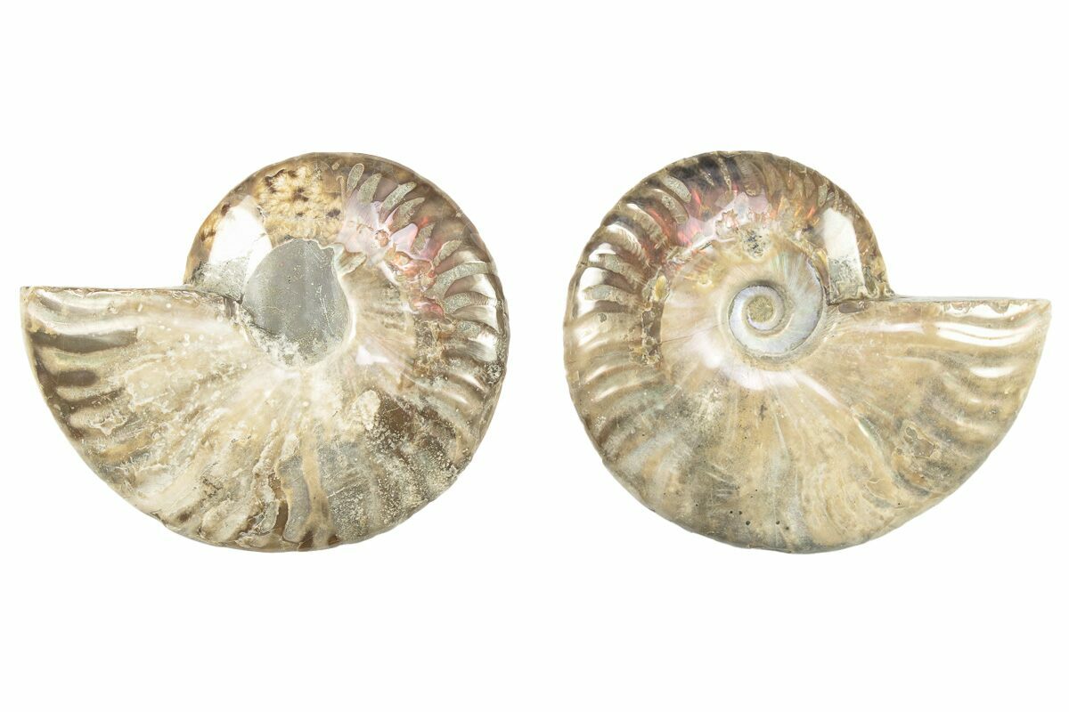 4.25" Cut & Polished, Agatized Ammonite Fossil - Madagascar (#263670 ...