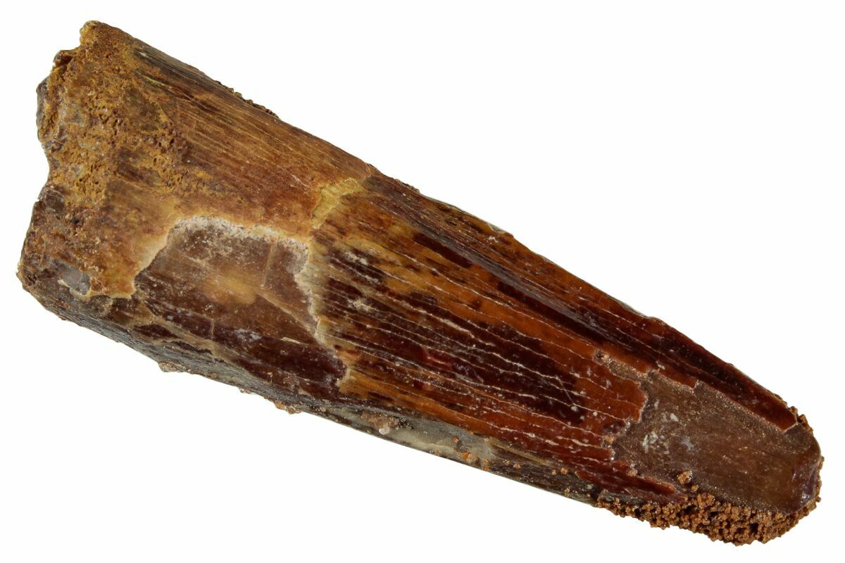 1.43" Fossil Spinosaurus Tooth - Real Dinosaur Tooth (#268112) For Sale ...