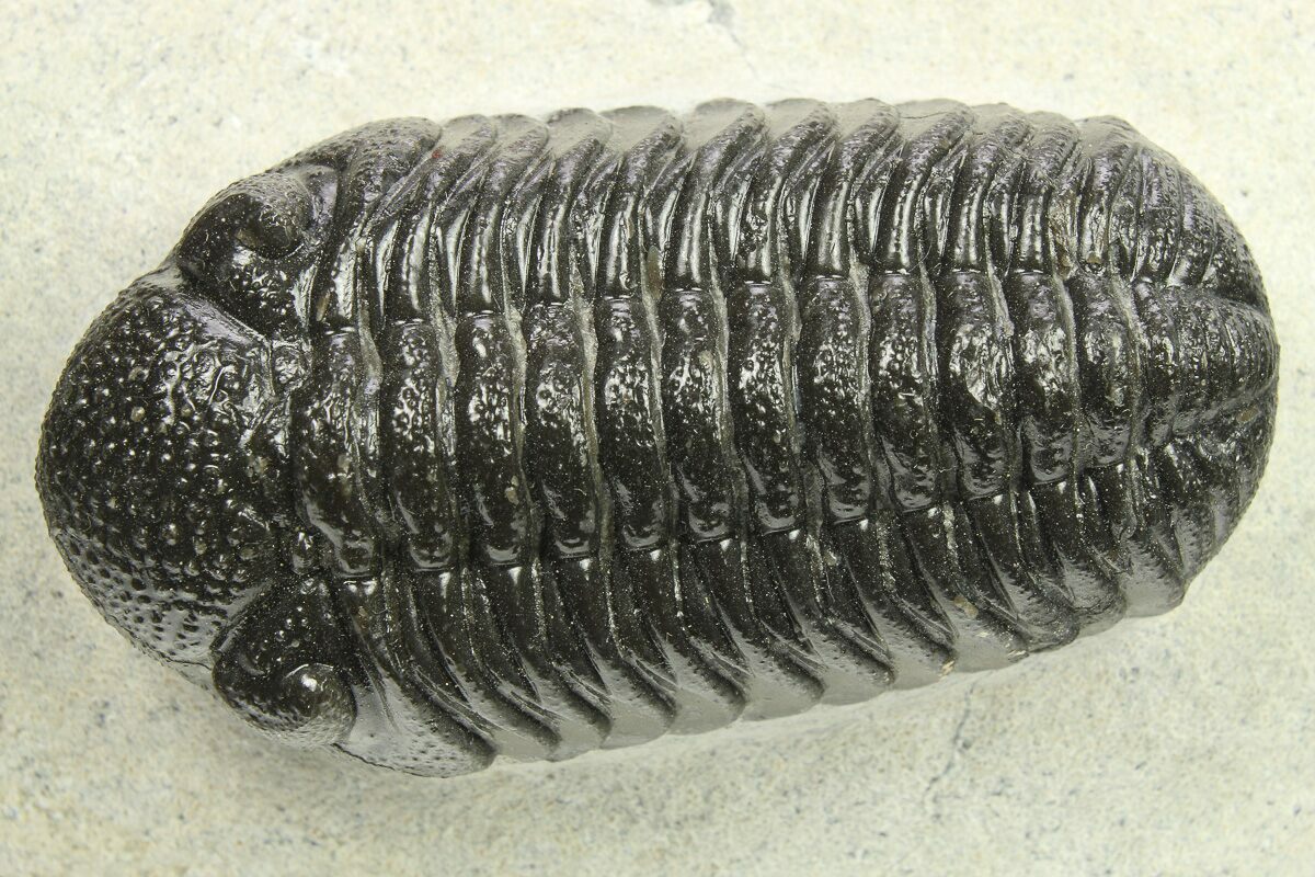 2" Prone Morocops Trilobite - Ofaten, Morocco (#268750) For Sale ...