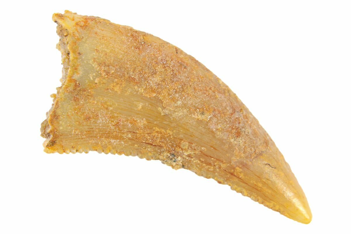 Serrated, .42" Raptor Tooth - Real Dinosaur Tooth (#268375) For Sale ...