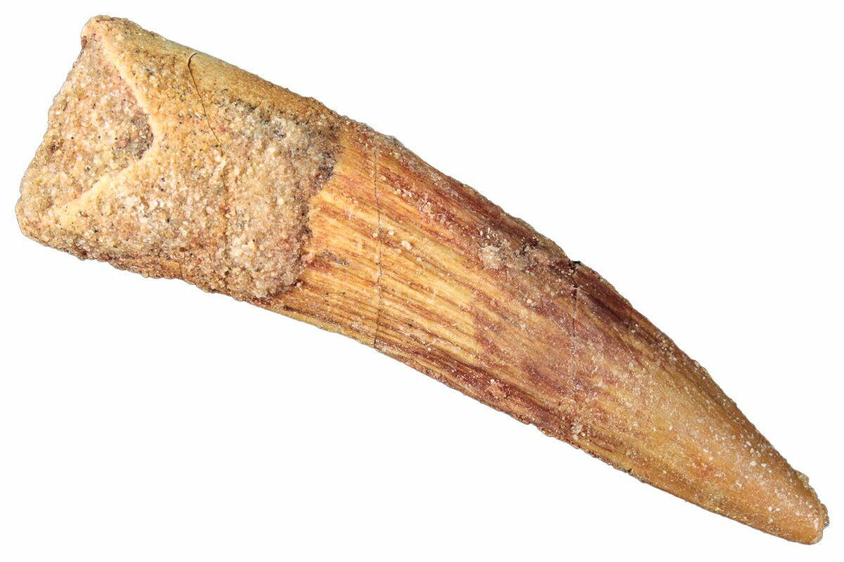 1.85" Fossil Spinosaurus Tooth - Real Dinosaur Tooth (#269150) For Sale ...