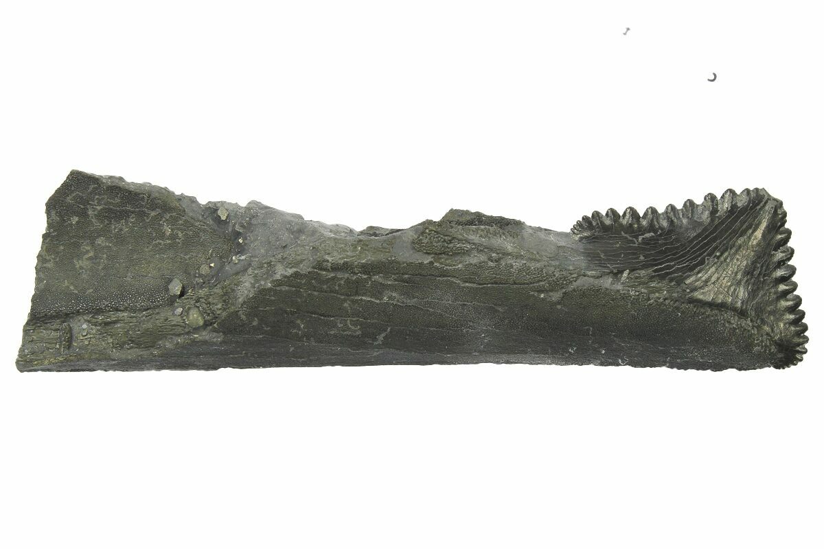 4.15" Bizarre Shark (Edestus) Jaw Section with Tooth - Carboniferous ...