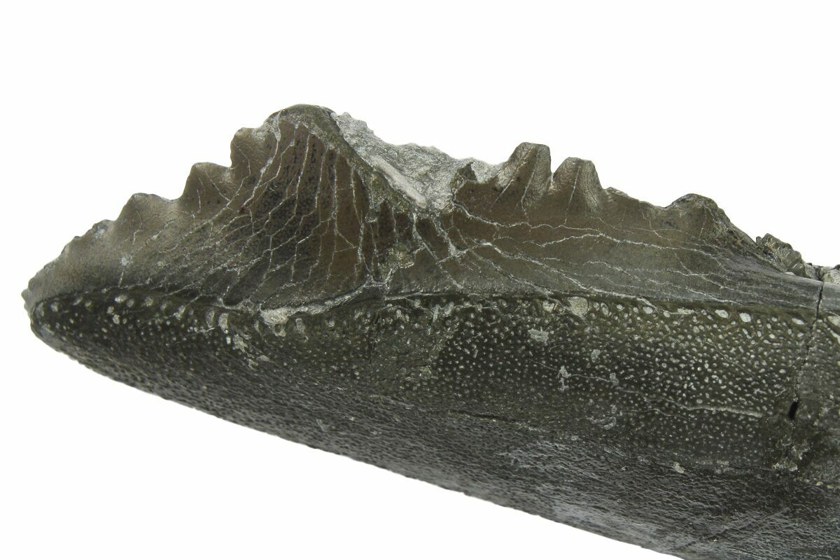 7.1" Bizarre Shark (Edestus) Jaw Section with Tooth - Carboniferous ...