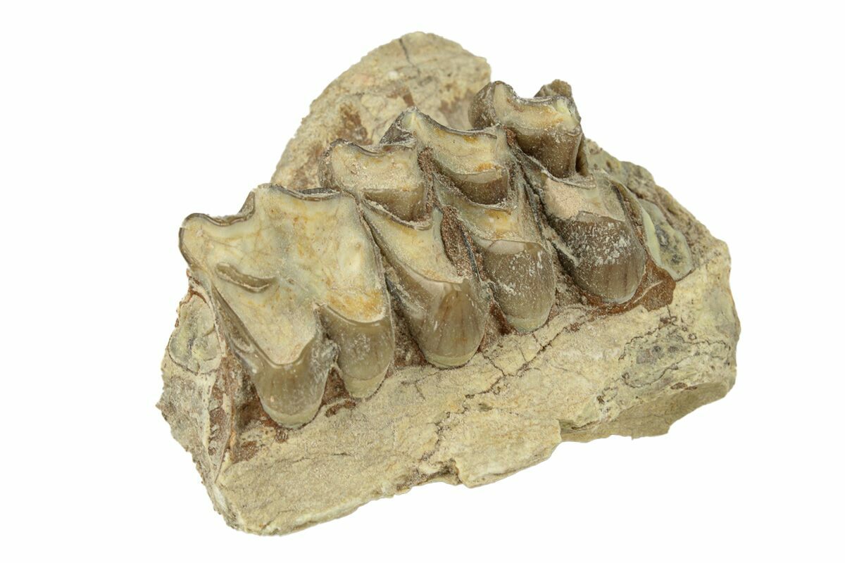 1.95" Oreodont (Merycoidodon) Jaw Section - South Dakota (#268776) For ...