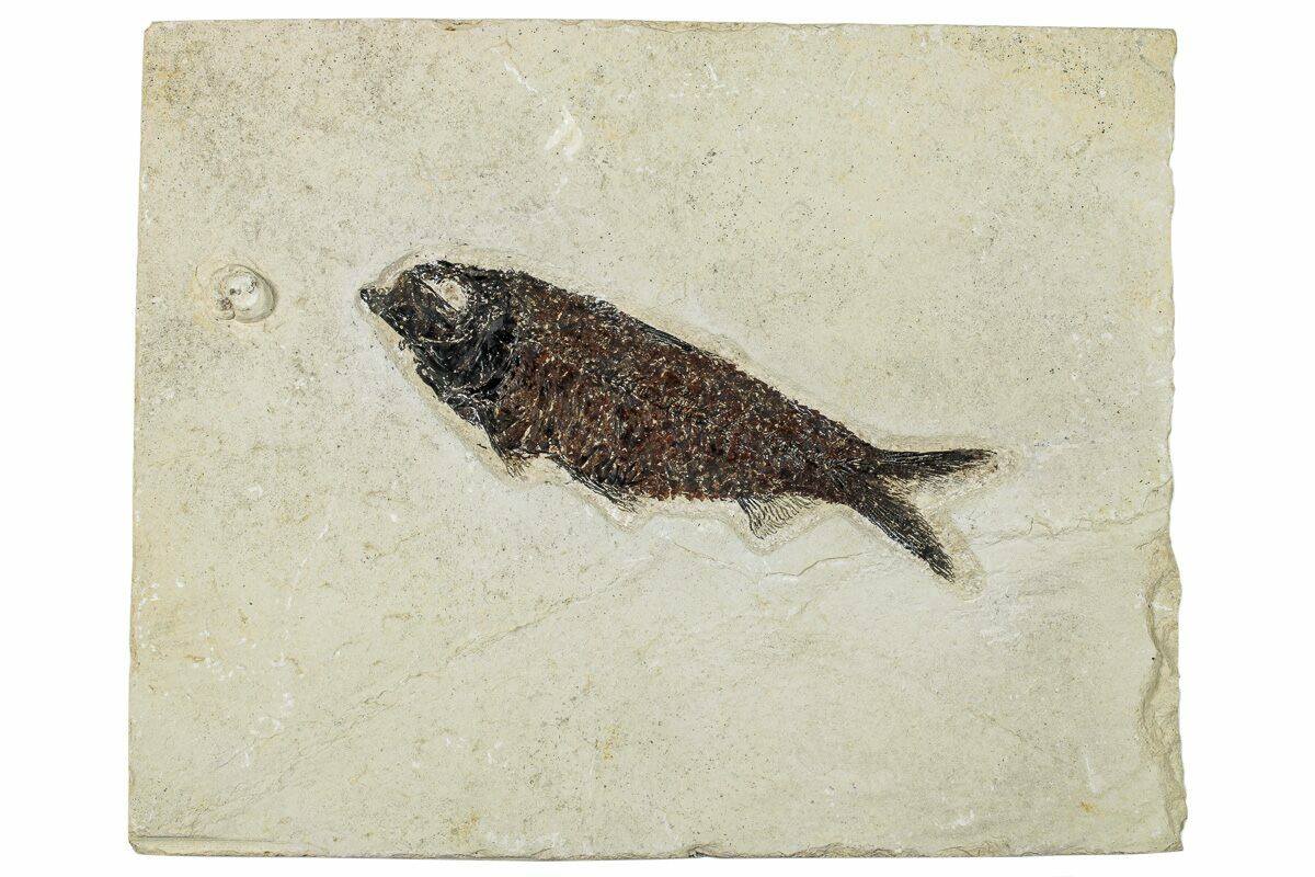 4.75" Detailed Fossil Fish (Knightia) - Wyoming (#269838) For Sale ...