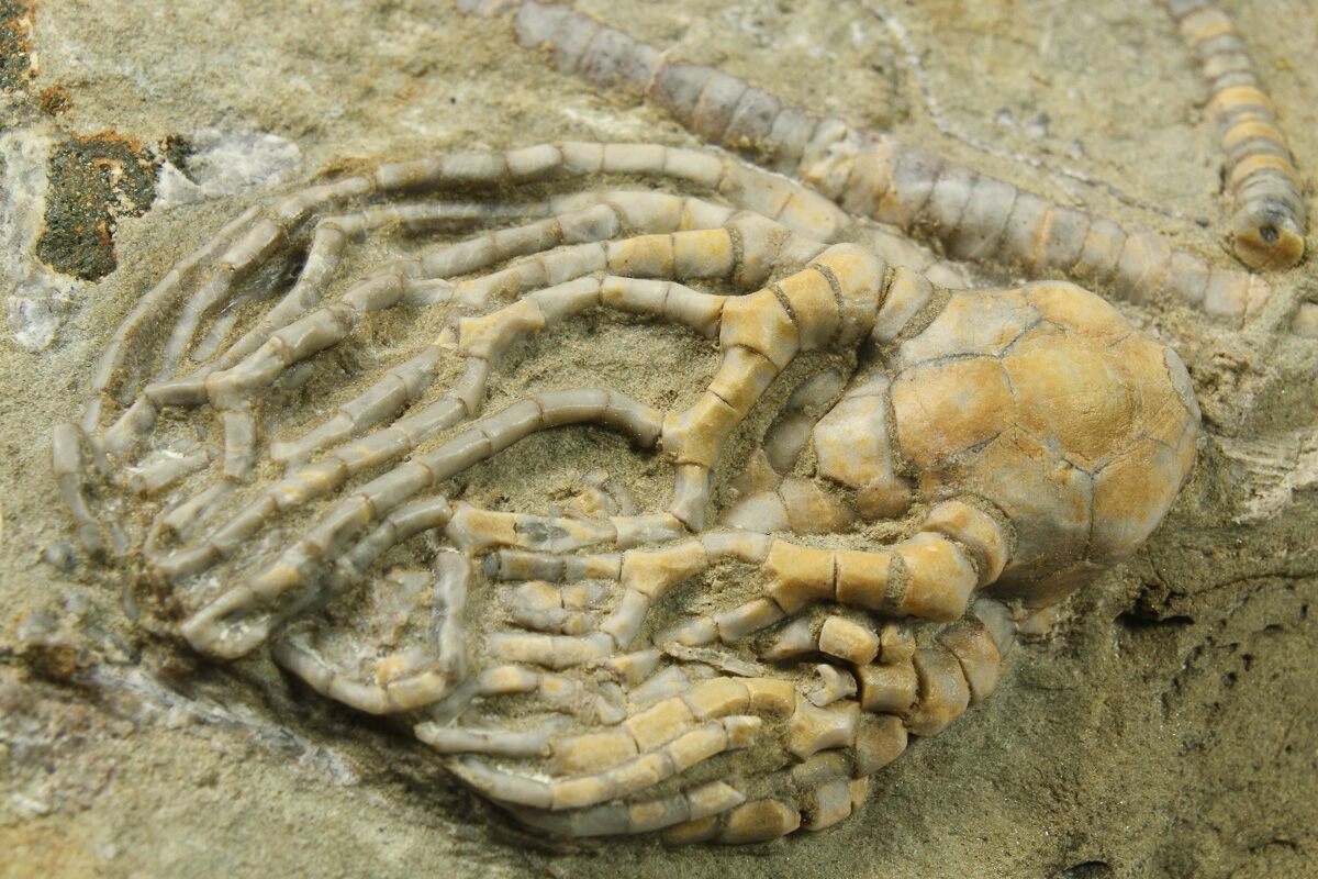 Fossil Crinoid (Cyathocrinites) - Crawfordsville, Indiana (#269916) For ...