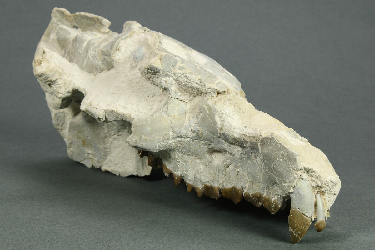 9.1" Partial Oreodont (Merycoidodon) Upper Skull - South Dakota ...