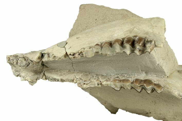 4" Oligocene Fossil Camelid (Poebrotherium) Mandible - Wyoming (#269900 ...