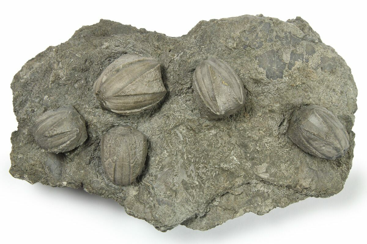 3.8" Plate of Blastoid (Pentremites) Fossils - Oklahoma (#270099) For ...