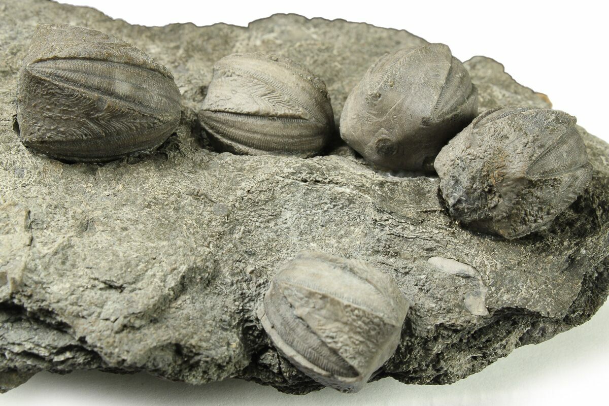 4.1" Plate of Blastoid (Pentremites) Fossils - Oklahoma (#270101) For ...