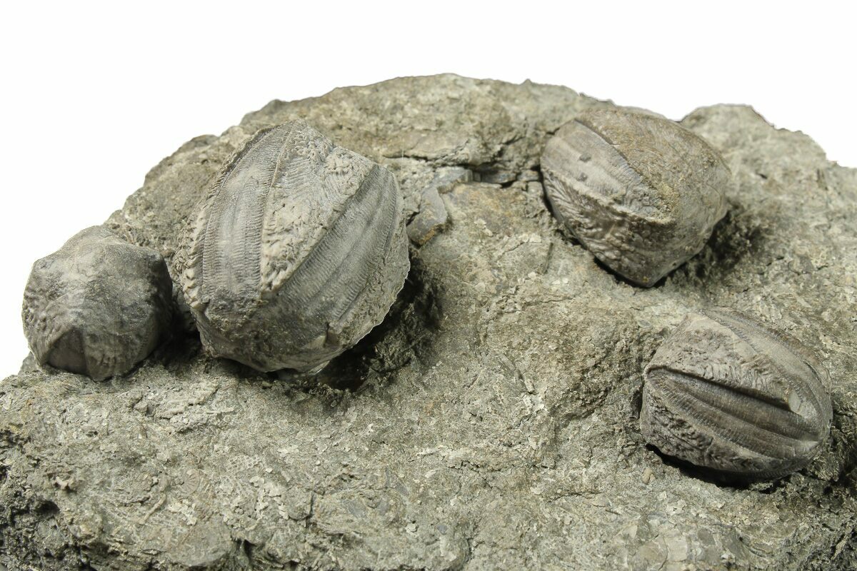 4.15" Plate of Blastoid (Pentremites) Fossils - Oklahoma (#270102) For ...