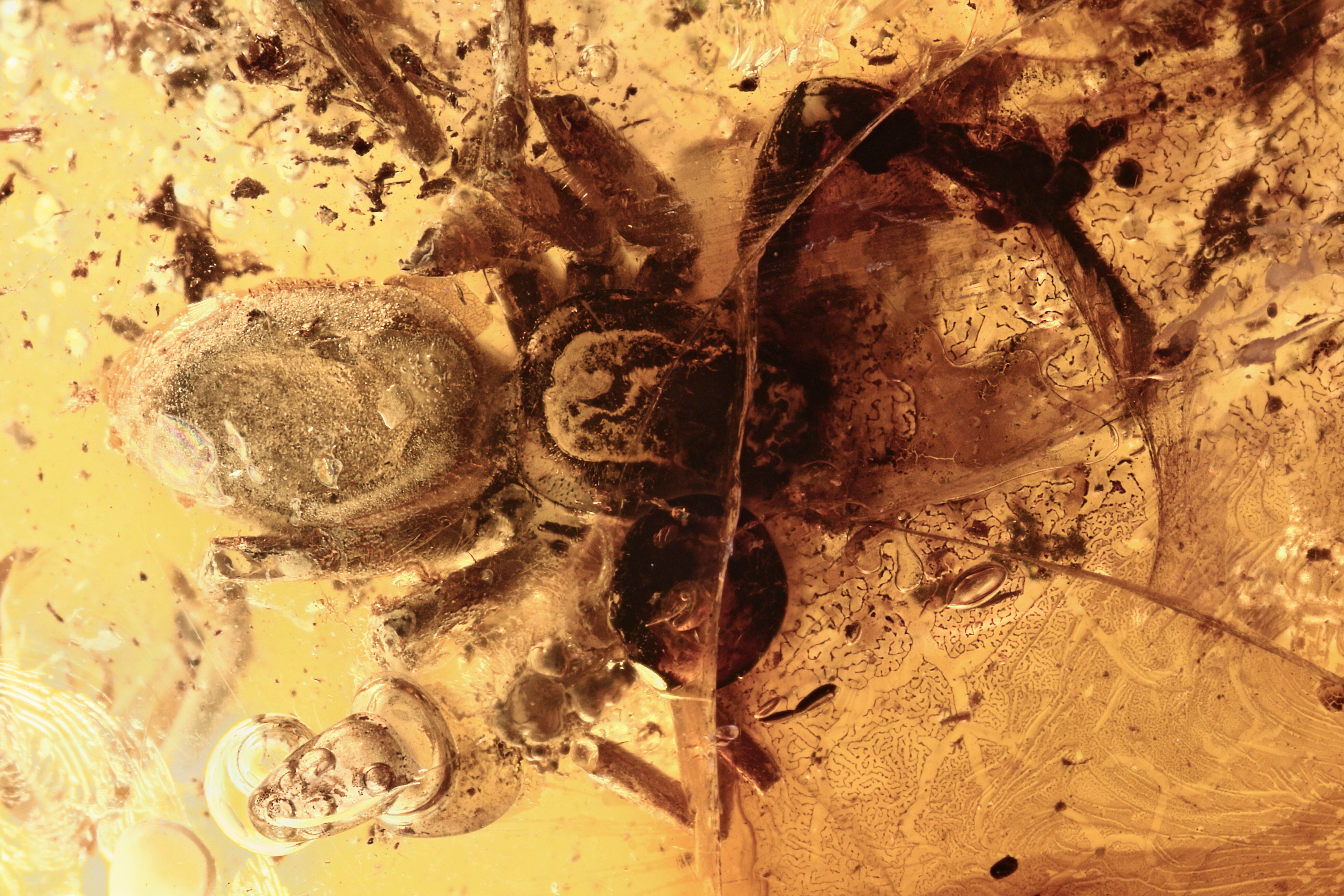 Large Fossil Spider (Araneae) In Baltic Amber (#270587) For Sale ...