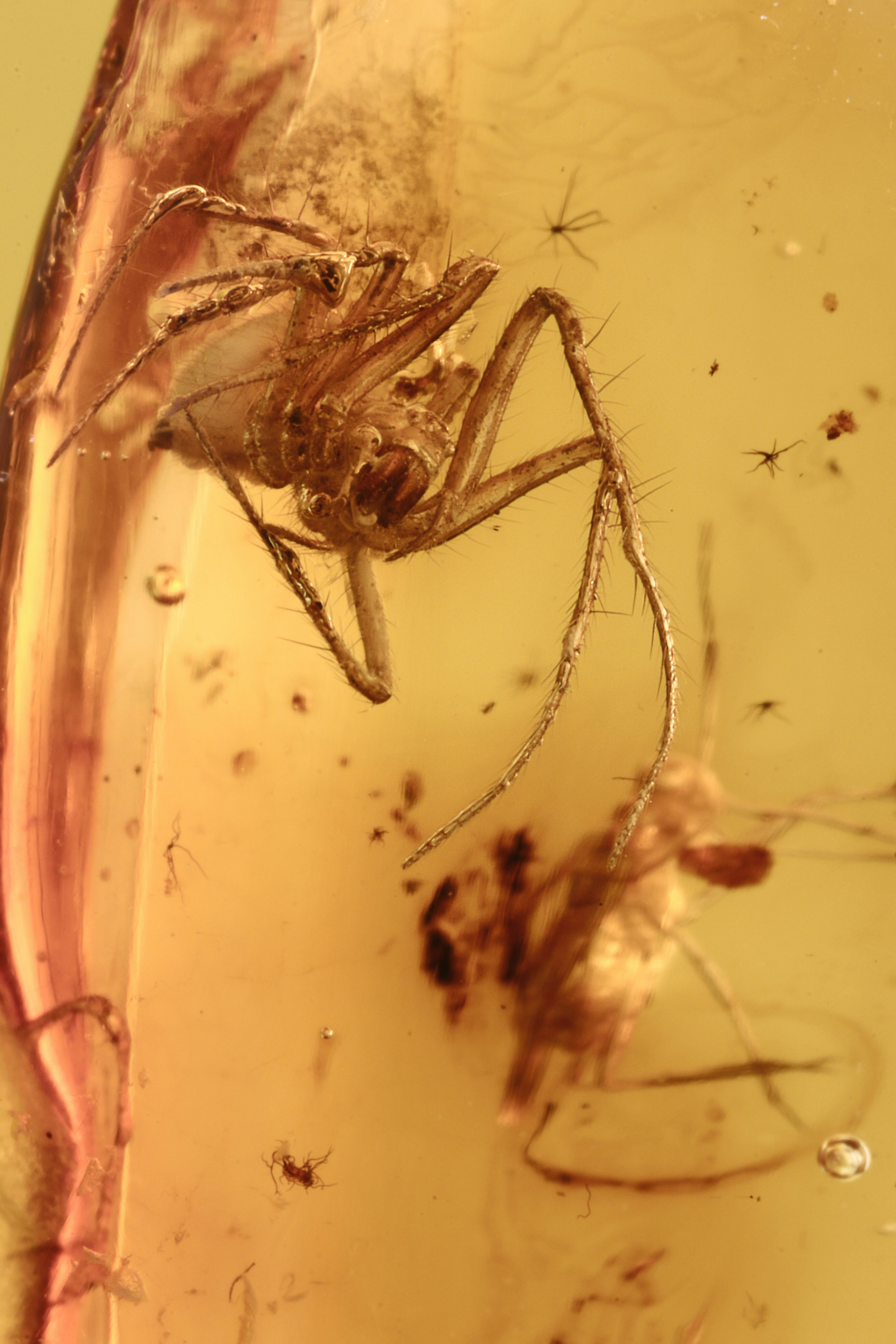 Fossil Spider (Araneae) & Springtail (Collembola) in Baltic Amber ...