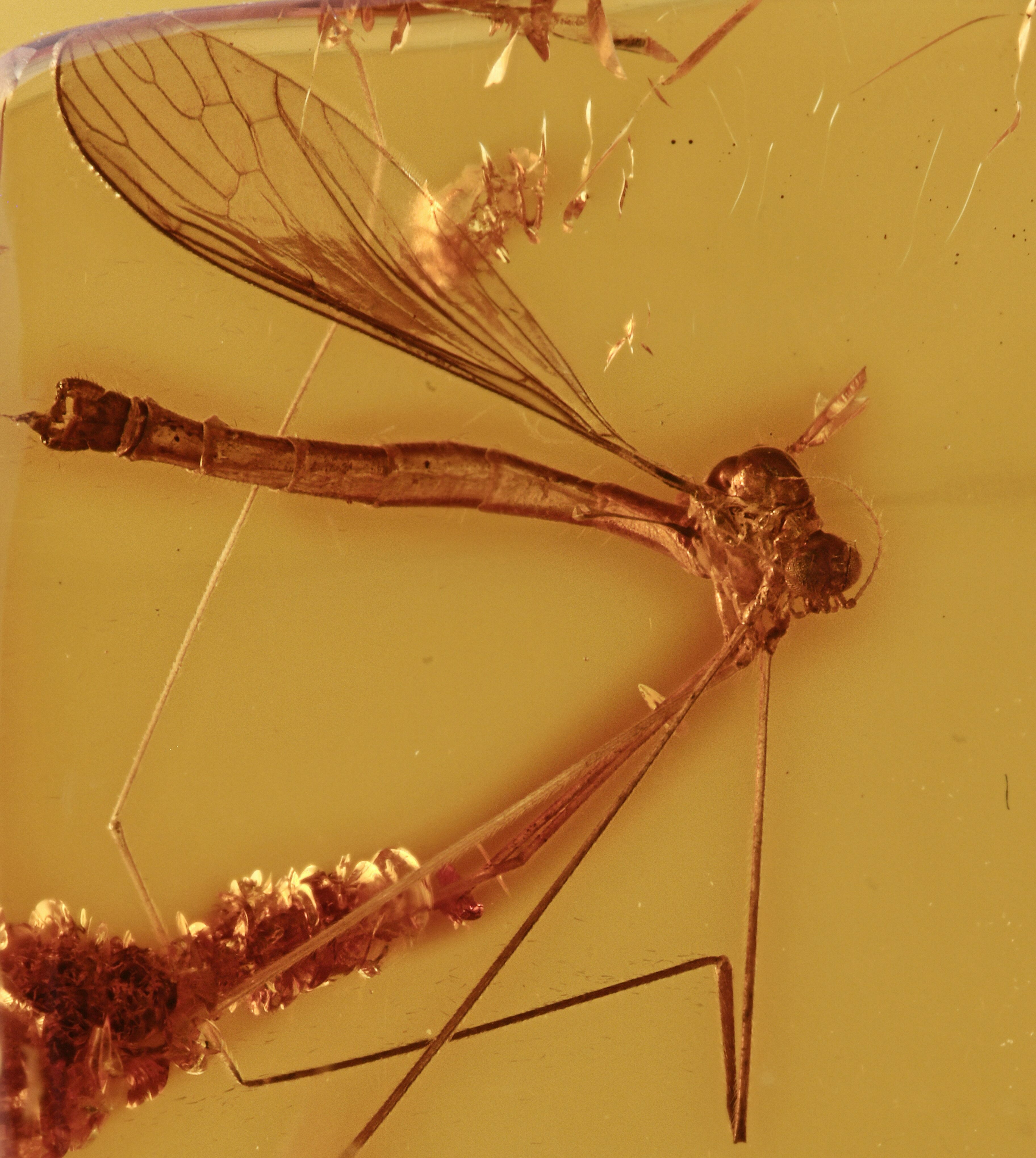 Detailed Fossil Crane Fly (Limoniidae) In Baltic Amber (#270640) For ...