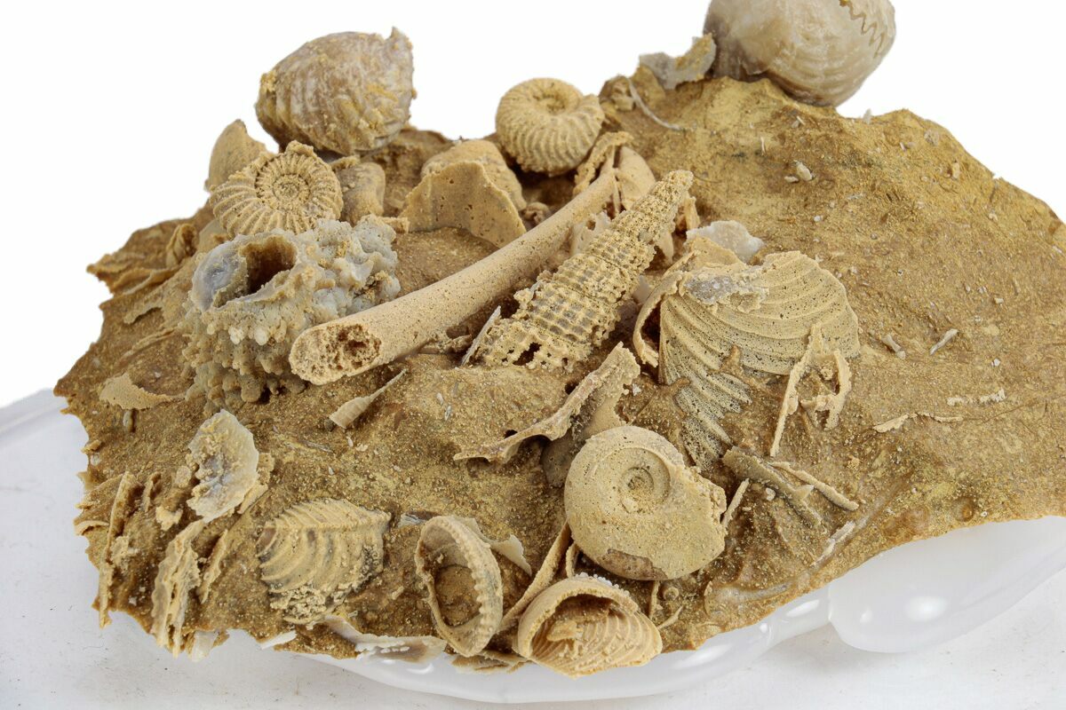 2.7" Miniature Fossil Cluster (Ammonites, Scaphopod) - France (#270524 ...