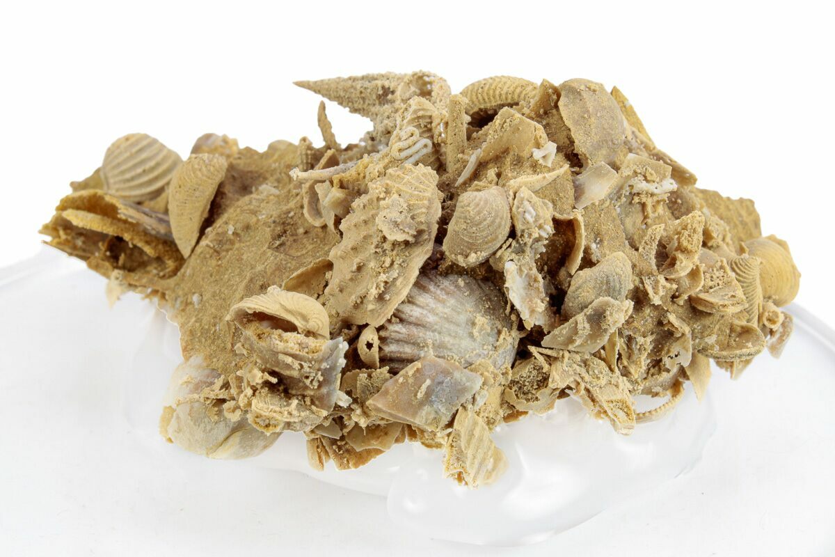 3.1" Miniature Fossil Cluster (Ammonites, Scaphopod) - France (#270562 ...