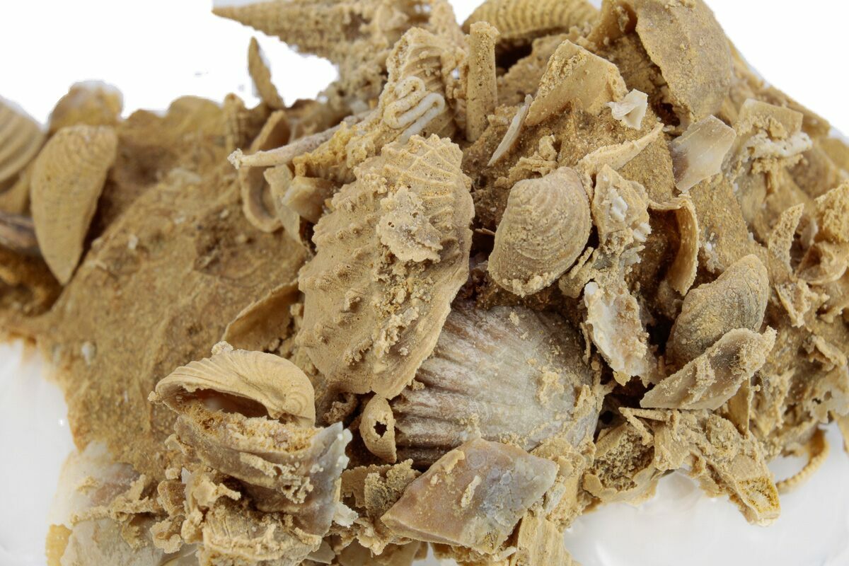 3.1" Miniature Fossil Cluster (Ammonites, Scaphopod) - France (#270562 ...