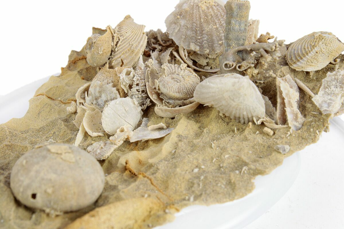 3.6" Miniature Fossil Cluster (Ammonites, Urchin) - France (#270564 ...