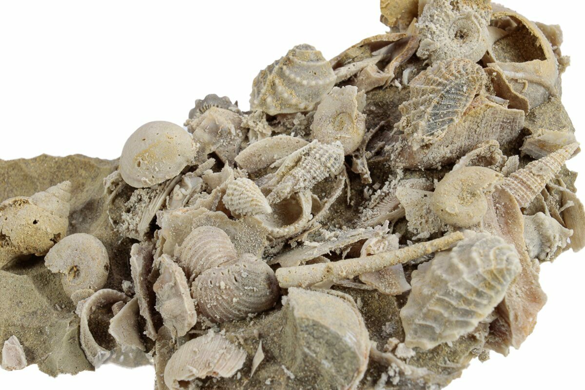 3" Miniature Fossil Cluster (Ammonites, Bivalves) - France (#270574 ...