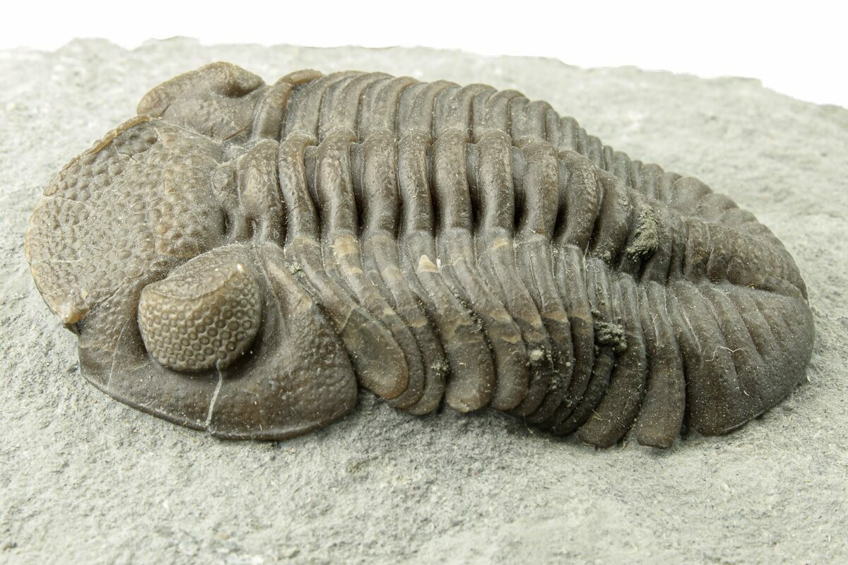 1.9" Prone Eldredgeops Trilobite - Paulding, Ohio (#270293) For Sale ...