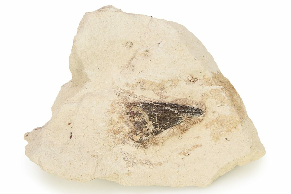 1.12" Fossil Pliosaur (Brachauchenius) Tooth - Asfla, Morocco (#270965 ...