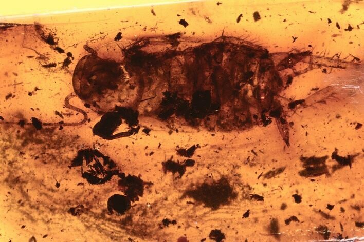 Fossil Cockroach (Blattodea) Nymph In Baltic Amber (#270619) For Sale ...