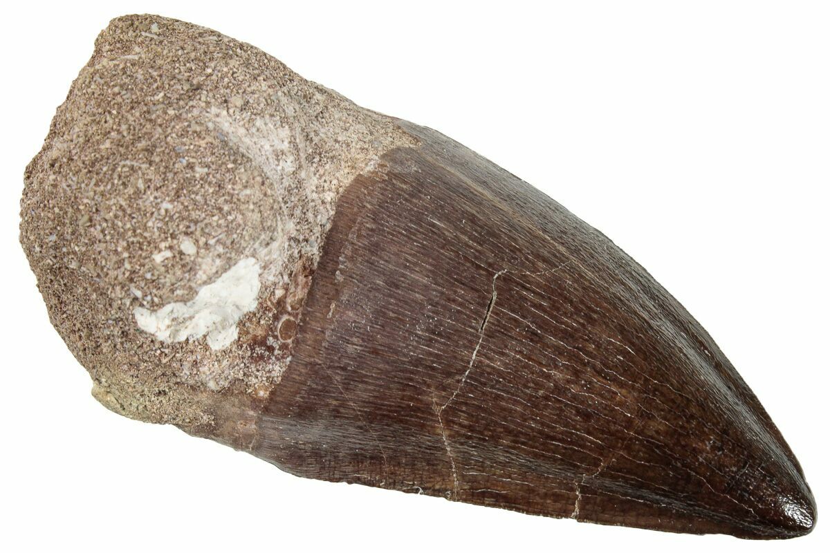 2.35" Huge, Fossil Mosasaur (Prognathodon) Tooth - Morocco (#270446 ...