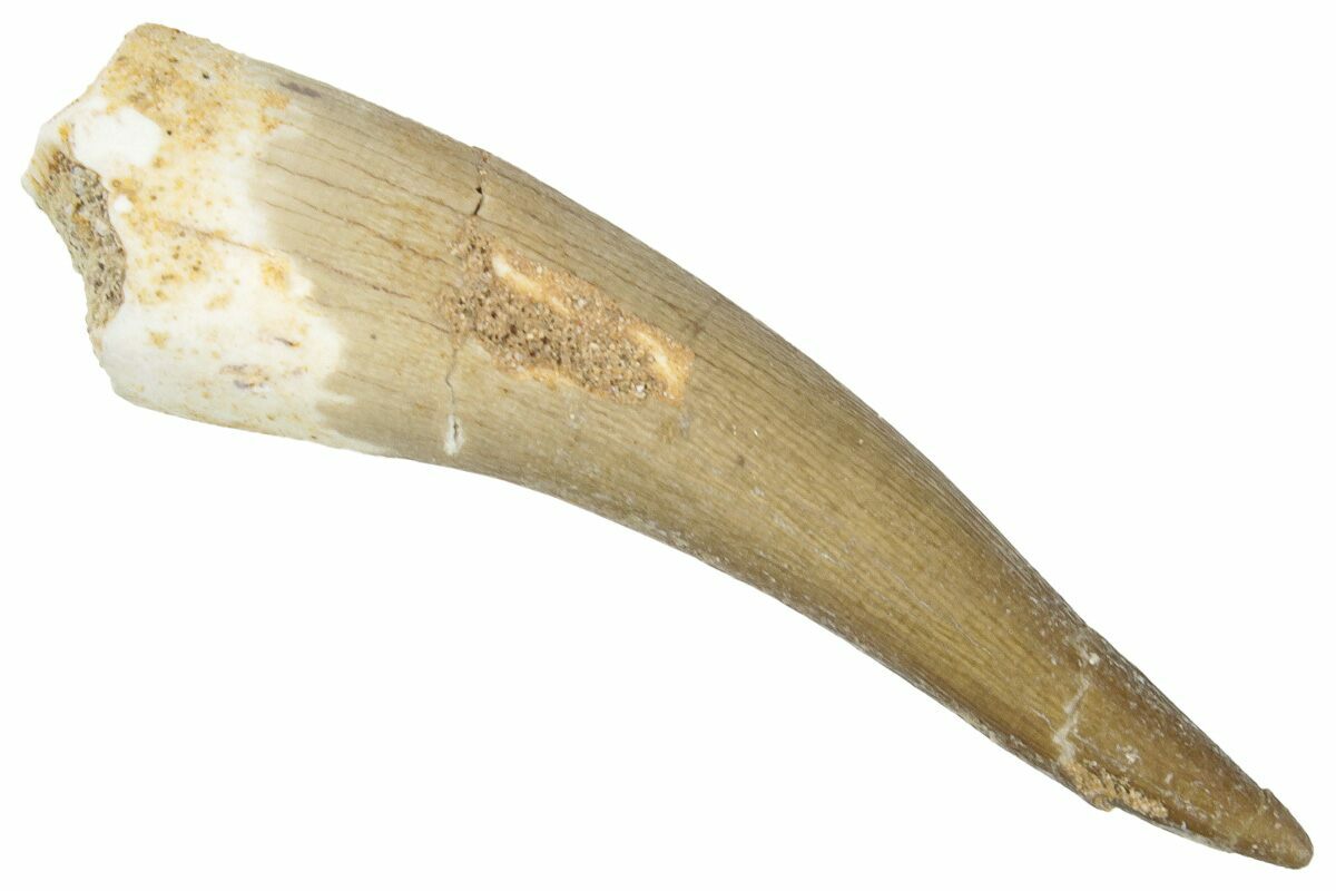 2.00" Fossil Plesiosaur (Zarafasaura) Tooth - Morocco (#269318) For ...